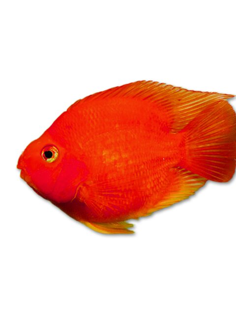 Yellow parrot fish tropical ornamental fish living body Golden ingot ...