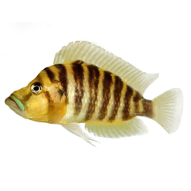 Three Lake Cichigls F1 F1 Golden Tiger Pearl Tiger Golden Tiger Red ...
