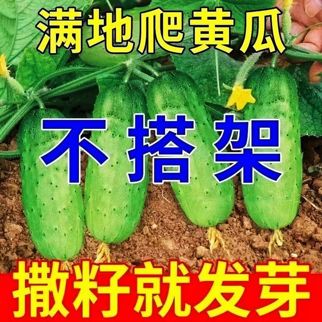 Cucumber seeds crawling all over the ground, fruits, cucumber seeds ...