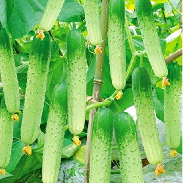 Fruit cucumber seeds, old varieties, high -yield drought cucumber seeds ...