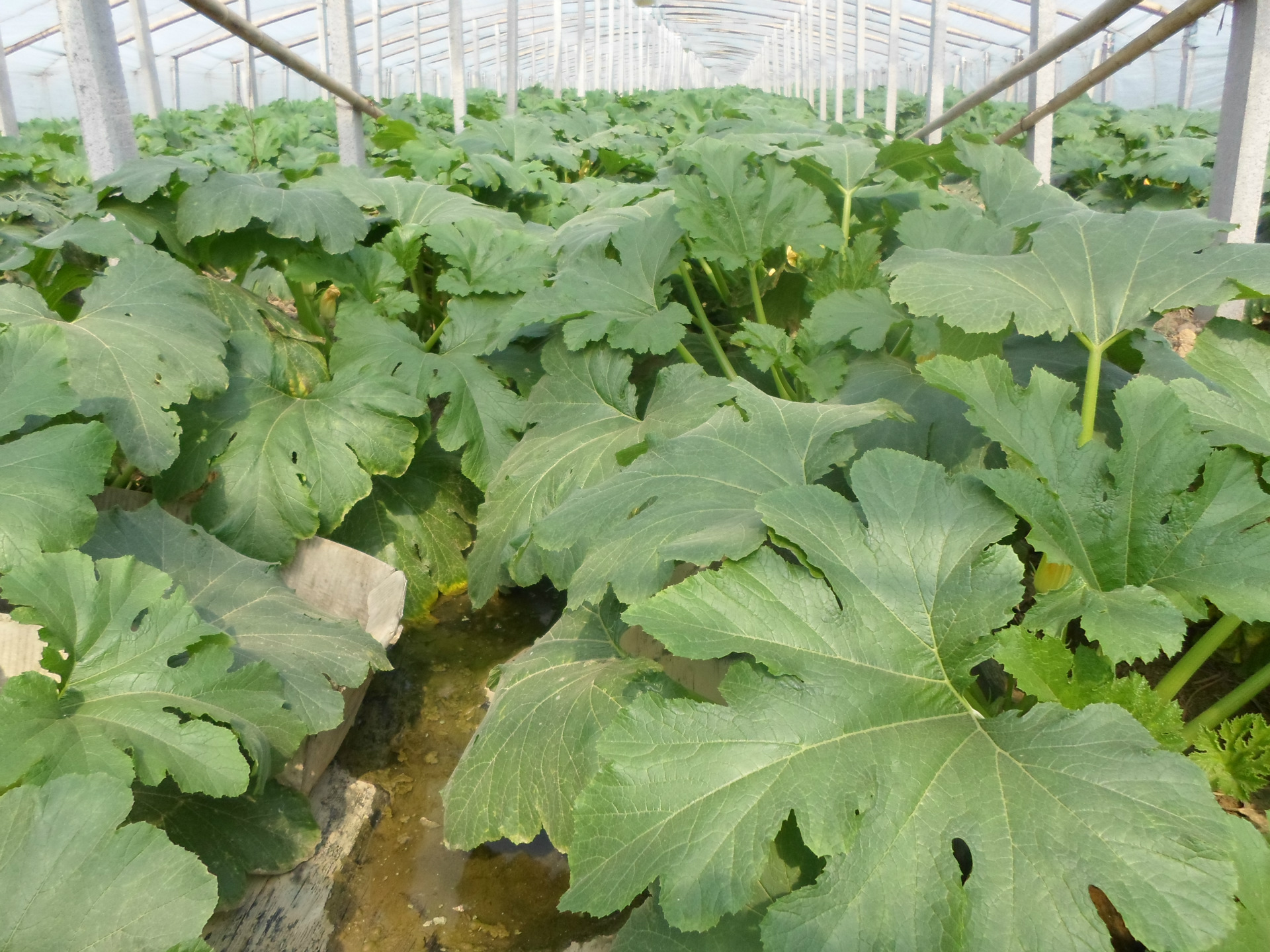 笋瓜苗叶子图片,笋瓜图片大全大图_大山谷图库