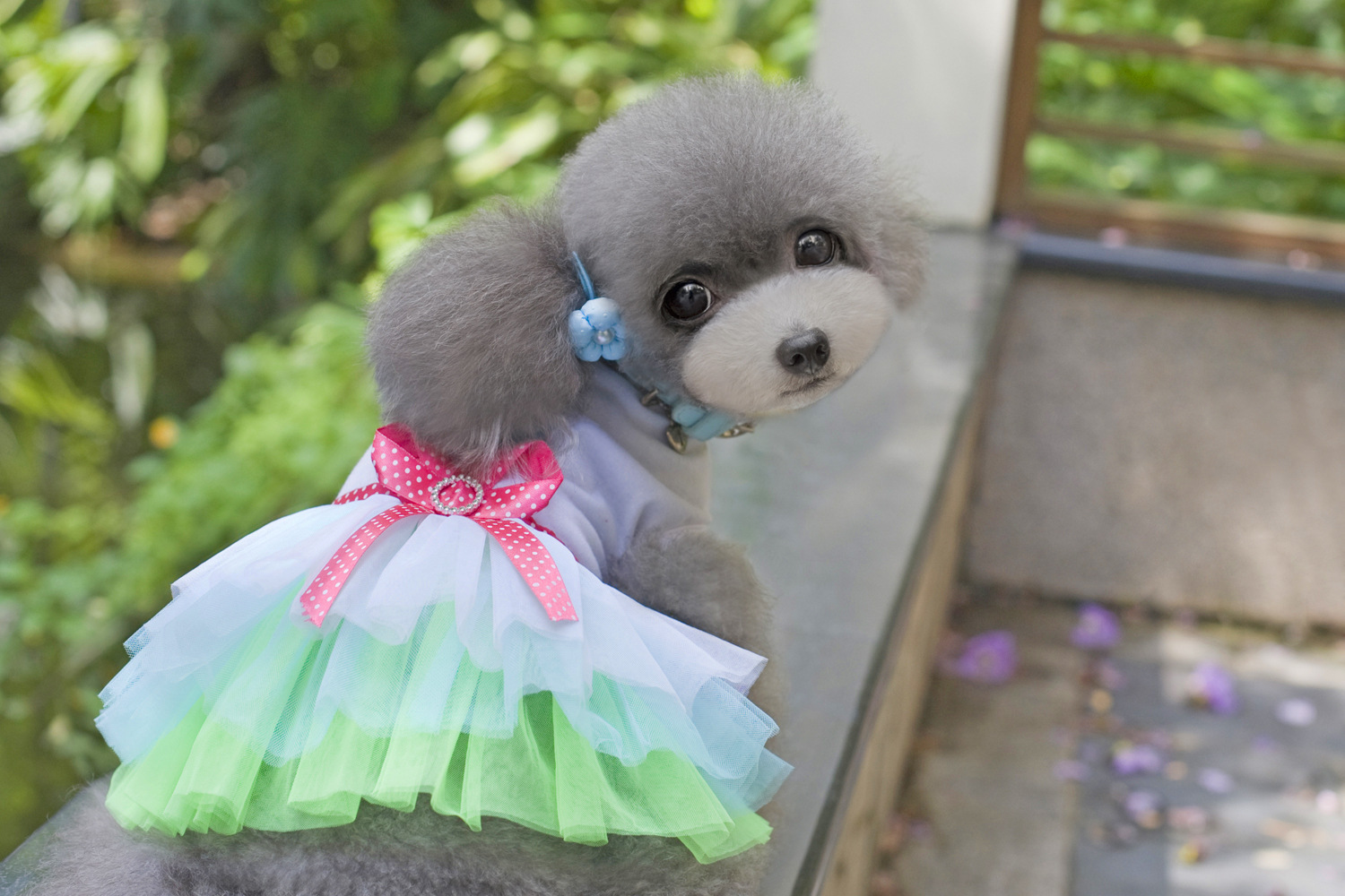 Lovely Princess Dog Dress | Dog Clothes – DogMega.Com