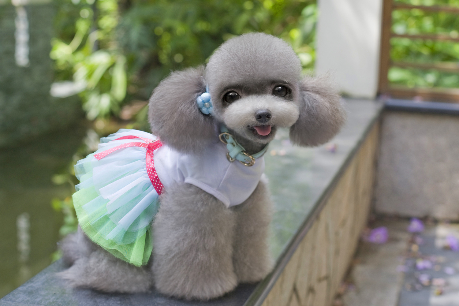 Lovely Princess Dog Dress | Dog Clothes – DogMega.Com
