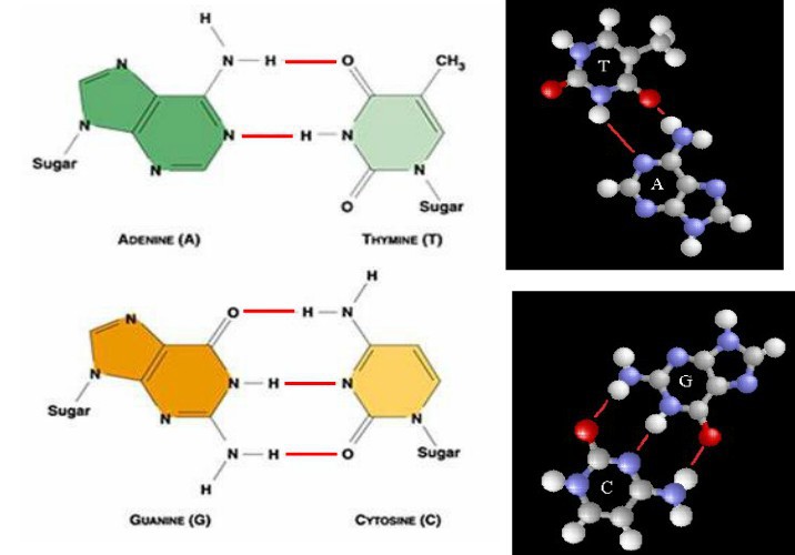 DNA碱基分子ATCG 嘌呤嘧啶分子式项链 理科生项链-阿里巴巴