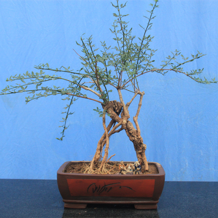 迎春盆景 造型迎春花 盆栽迎春 北方迎春 春季开花A16277 - 苗木批发网