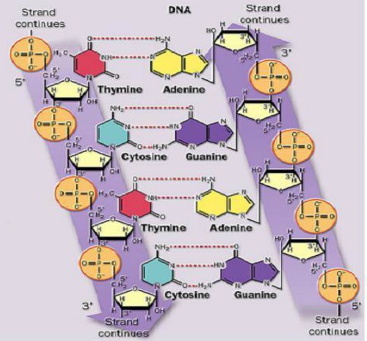 DNA碱基分子ATCG 嘌呤嘧啶分子式项链 理科生项链-阿里巴巴