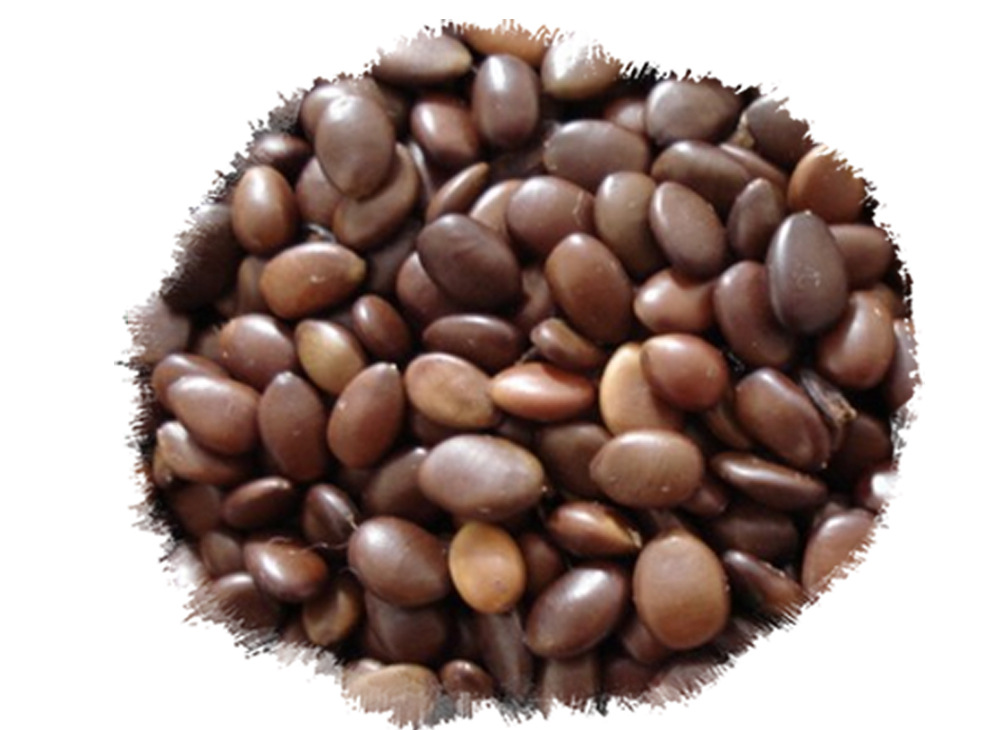 普洱茶 云南大叶种茶苗 Yunnan Daye tea 云南秀川 可批量-阿里巴巴