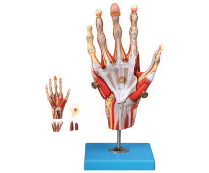 手指血管分布解剖图-千图网