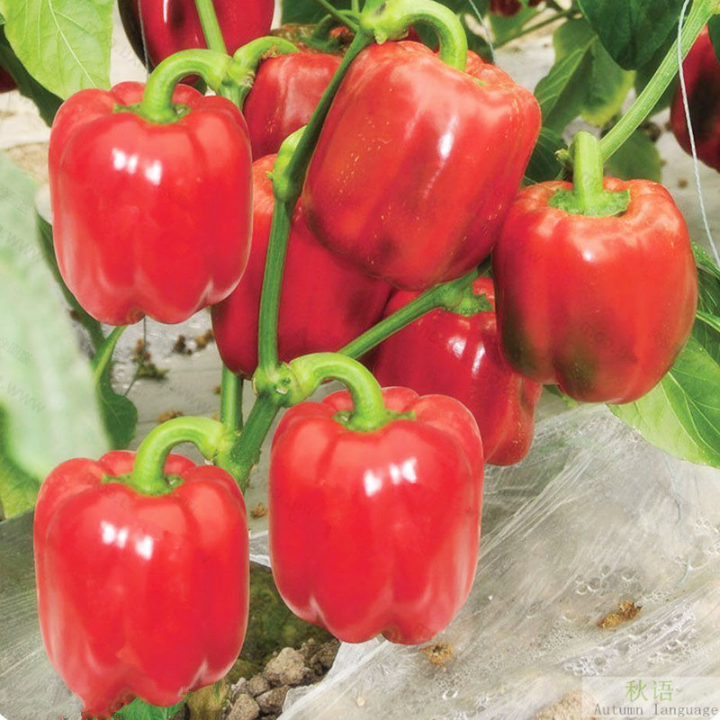 Balcony Vegetable Planting Colorful Bell Pepper Bell Pepper Large Bell ...