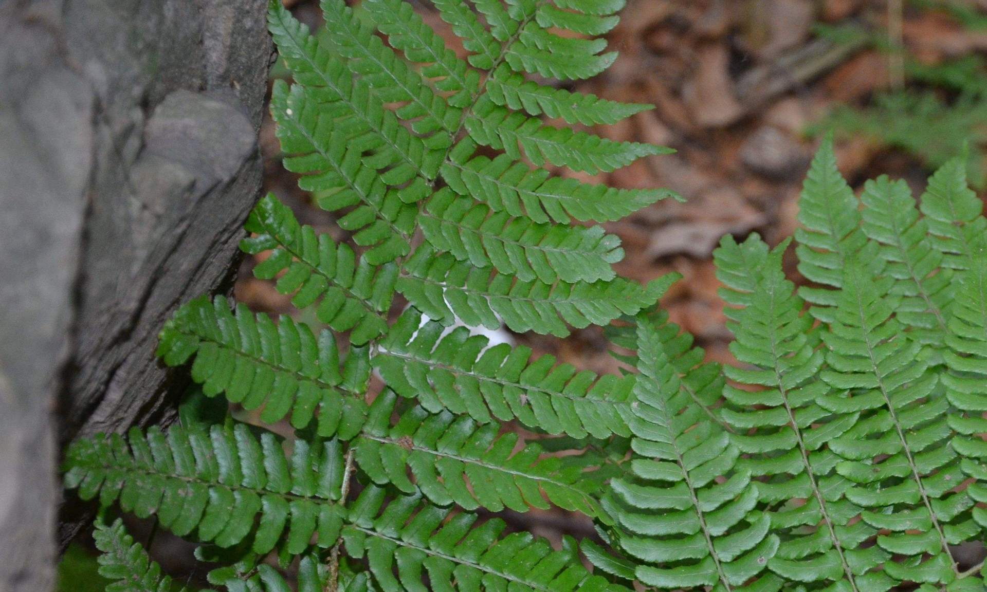 水龙骨提取物 青石莲提取物 提取物 现货 斯诺特厂家批发价格 陕西 斯诺特 植物提取物-食品商务网