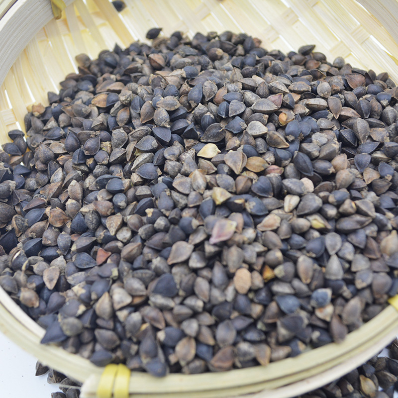 黑苦荞 麻苦荞 甜荞芽酿酒种子专用500g5件包邮2024年新种子-阿里巴巴