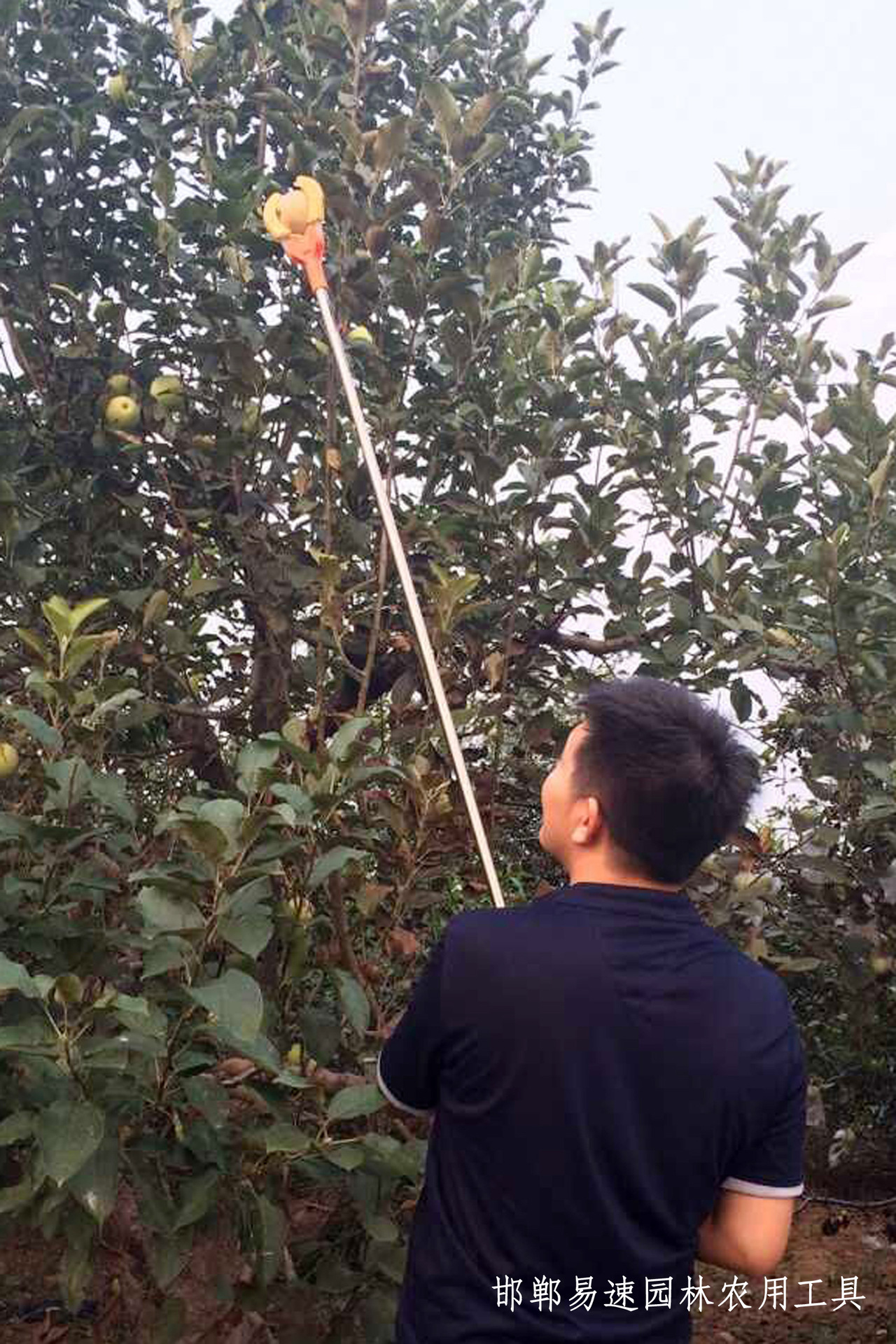 Supply Fruit-Picking Device Fruit Picking Rod Fruit Picking Device ...