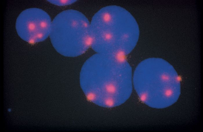 H-1200 Vectorlabs 荧光封片剂（含DAPI）美国Vector公司-阿里巴巴