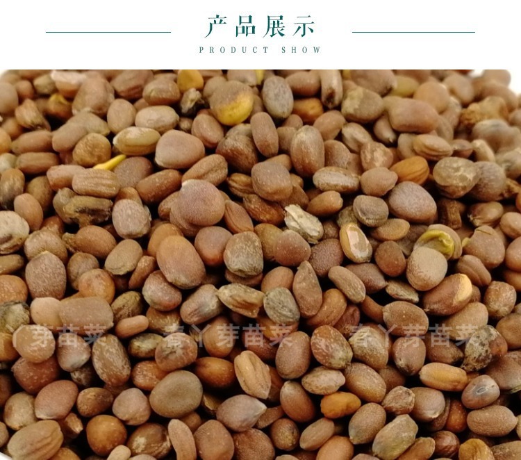 白萝卜种 萝卜苗种子特色蔬菜芽苗菜种子种植批发-阿里巴巴