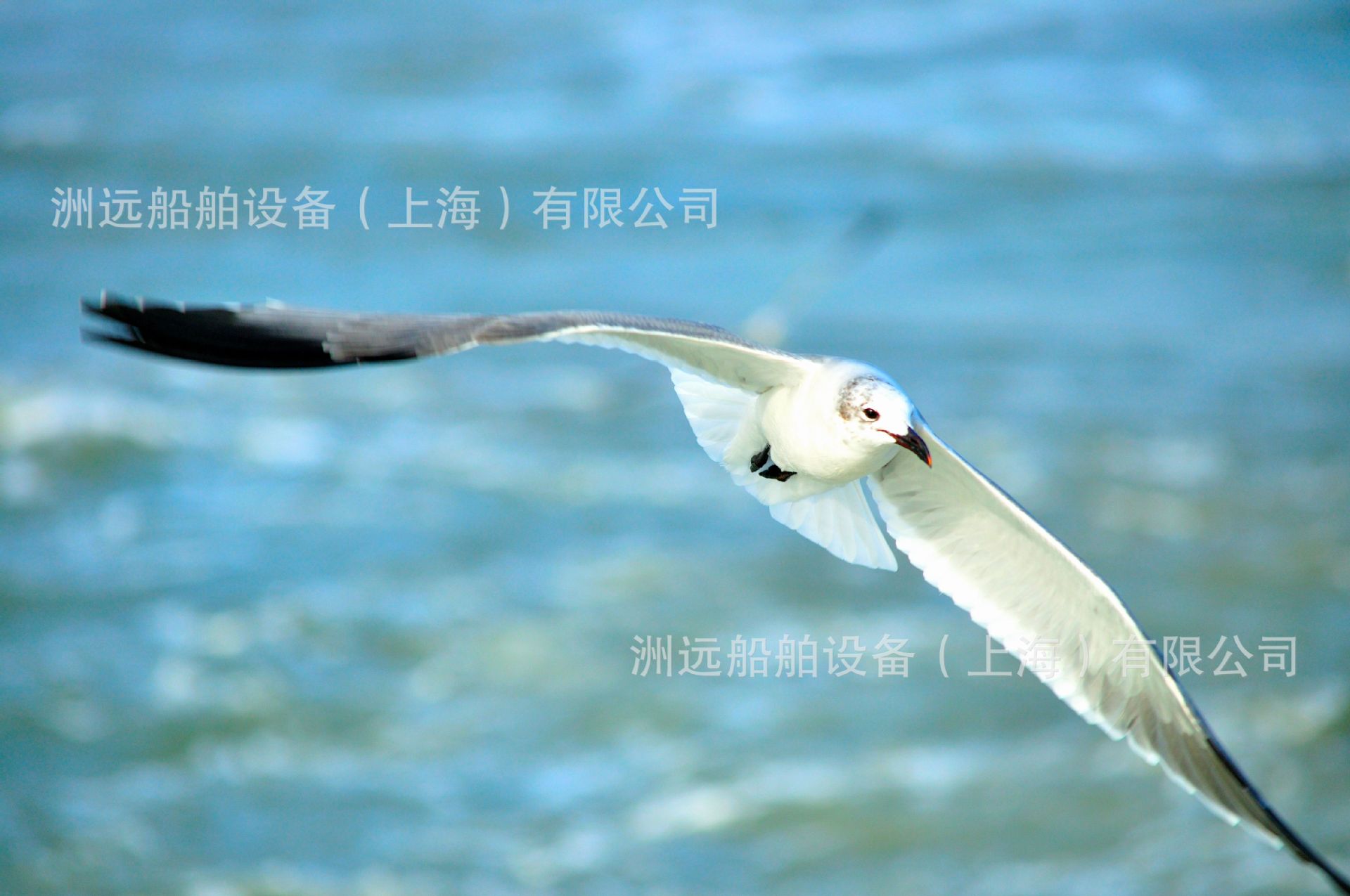 B+V NFV TURBULO TMPB-5 MPEB-5 TCS 5HD HycaSep HEC ElementSKF-阿里巴巴