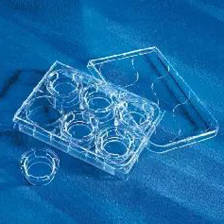 transwell板-千图网