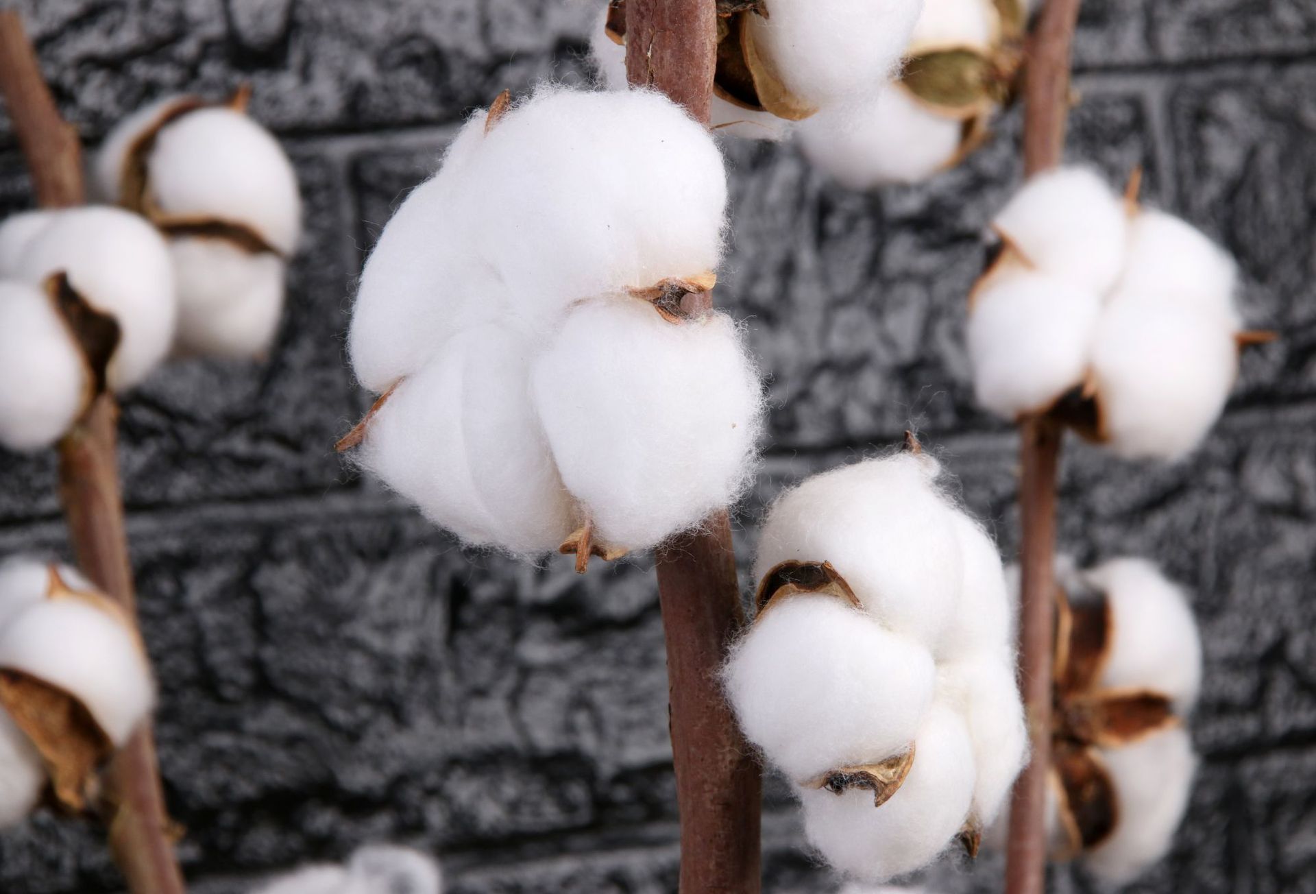 Supply Many cotton dry cotton bunches cotton eternal cotton simulation ...