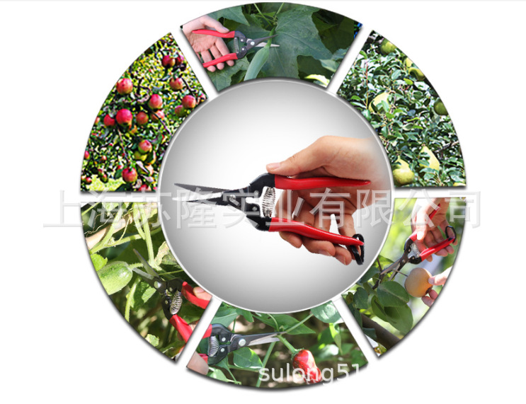 爱丽斯300L-BP采摘剪 稀果剪 长嘴摘果剪 剪刀 园艺剪刀-阿里巴巴