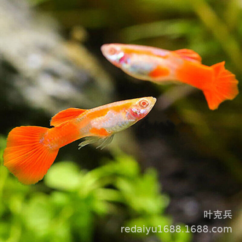 热带观赏鱼批发象牙白孔雀鱼红眼火炬凤尾鱼-阿里巴巴