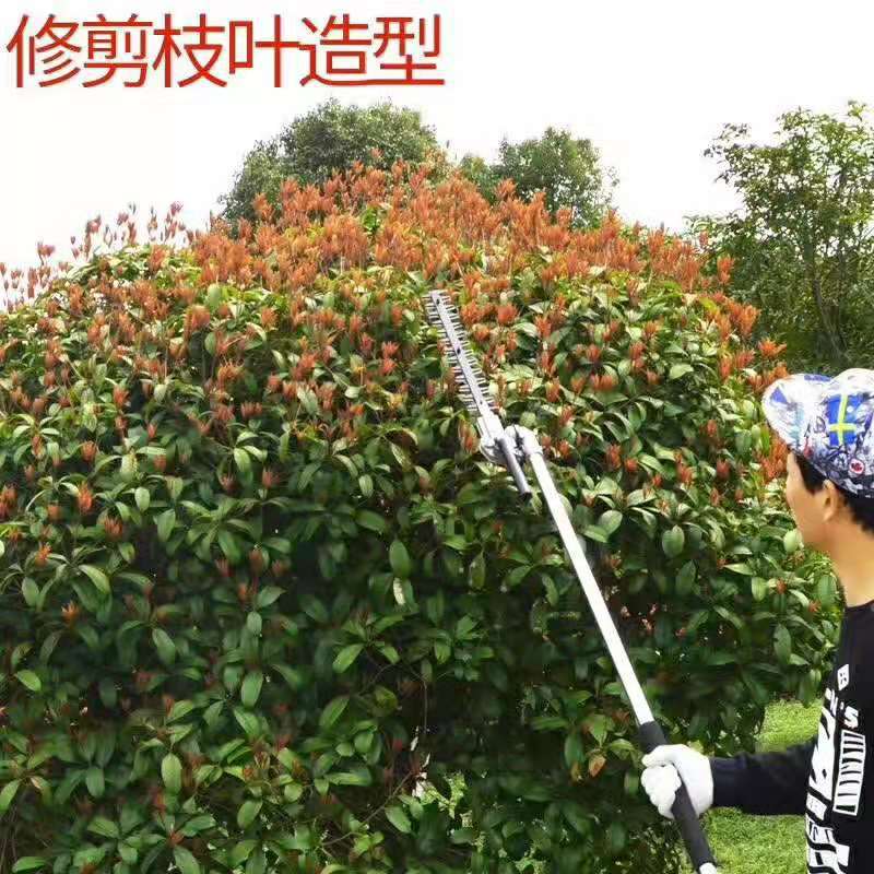 알리타플 ALITAPL