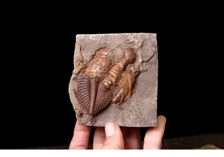 史前化石的标本怎么画,史前化石标本简笔画,史前化石的标本_大山谷图库