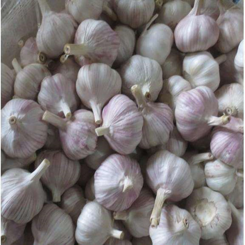 厂家批发大蒜汁香蒜汁500ml大蒜汁调味汁拌菜调味汁食用海鲜蒜汁-阿里巴巴