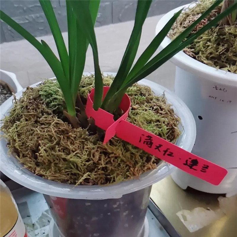 批发宏荣pvc防水环套标签苗木标签花卉园艺标签植物标签环扣标牌 阿里巴巴 7228