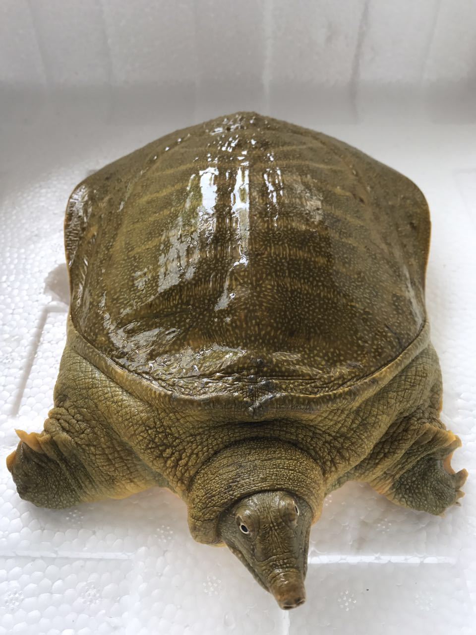 东北老鳖,捉,海陆空_大山谷图库