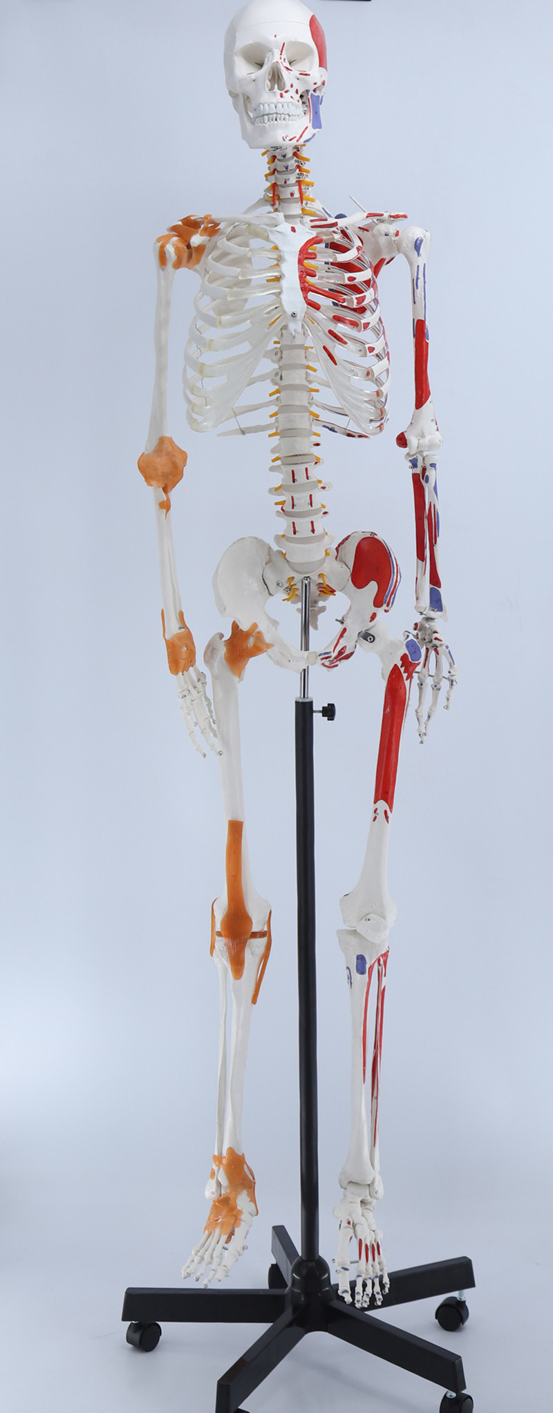 医信170CM自然大骨骼模型可弯曲肌肉着色人体骨架模型全身医用-阿里巴巴
