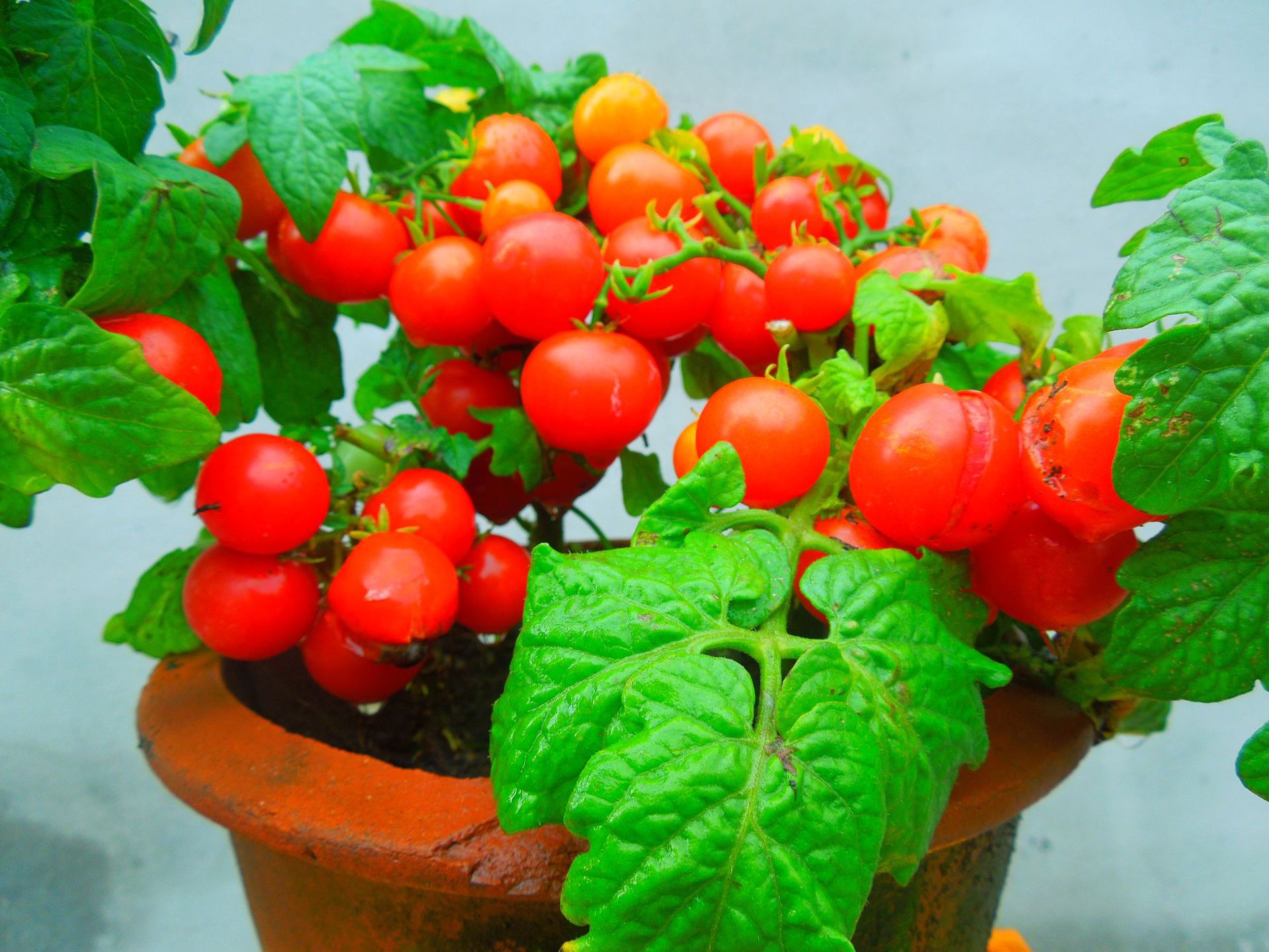 Small cherry tomato dwarf potted tomato seed observation fruit bonsai ...