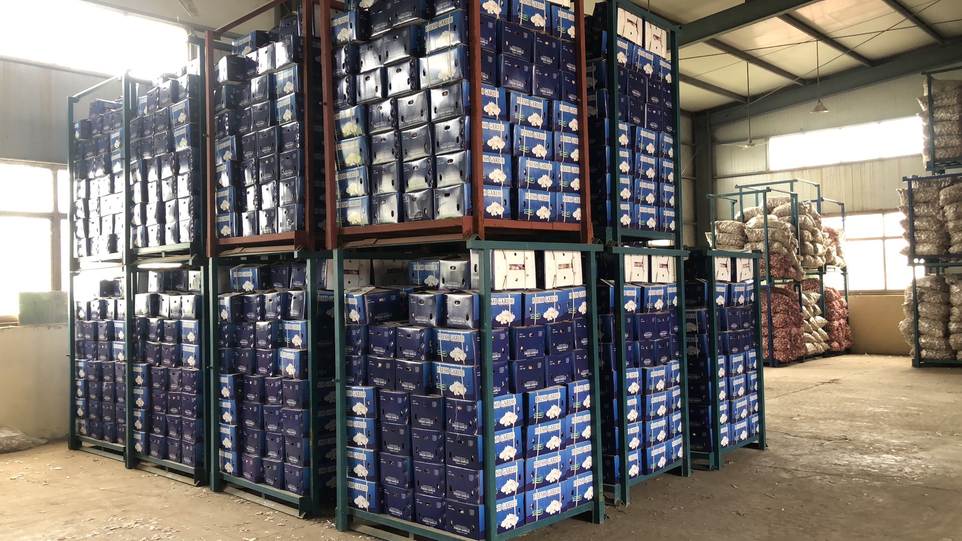 金乡保鲜大蒜紫皮大蒜白皮大蒜 garlic factory-阿里巴巴