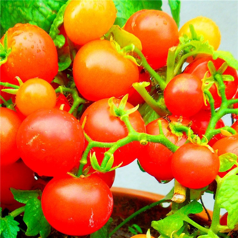Small cherry tomato dwarf potted tomato seed observation fruit bonsai ...