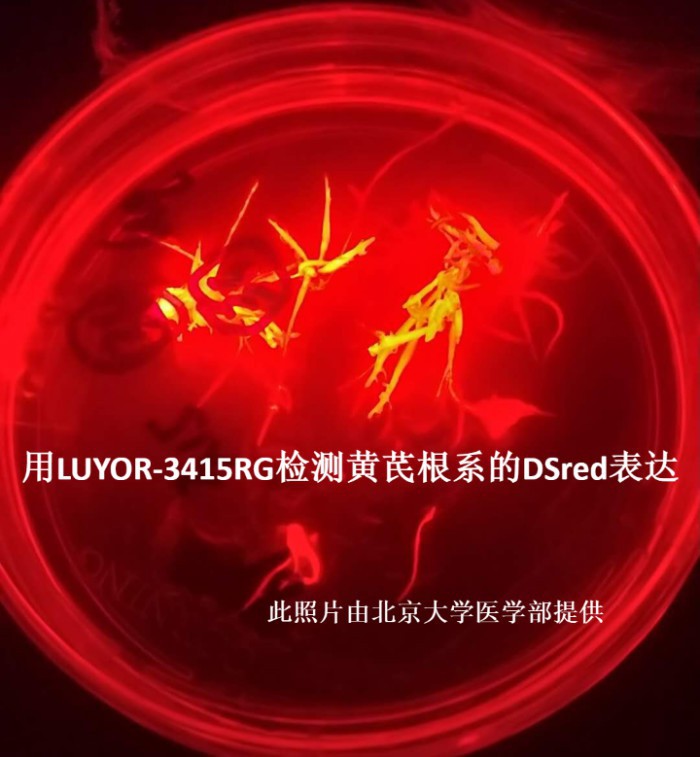 LUYOR-3415RG双波长荧光蛋白激发光源-阿里巴巴