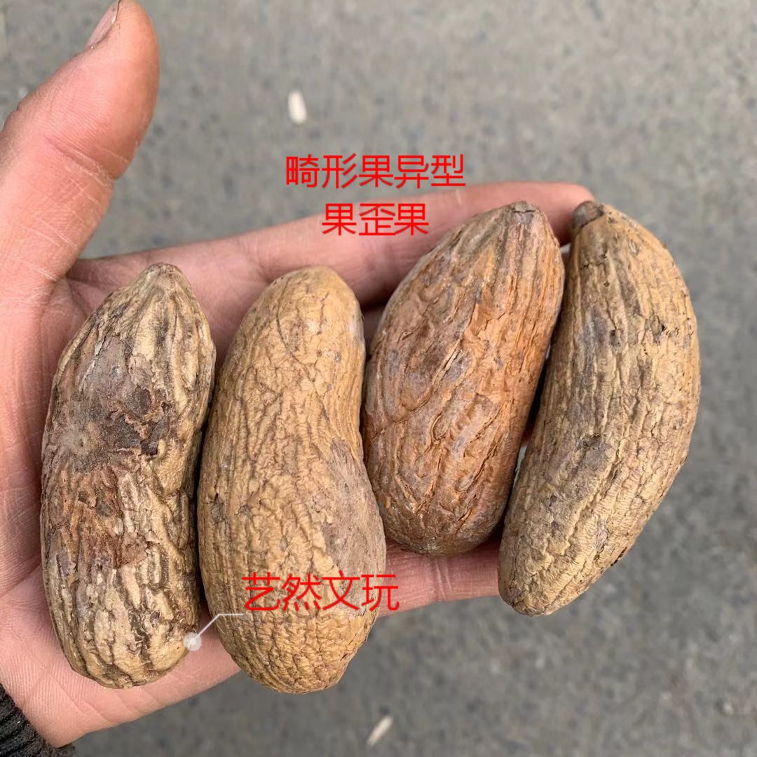 千眼菩提 菩提子通货 菩提原籽批发非洲一手货源大果质量保证 阿里巴巴 2340
