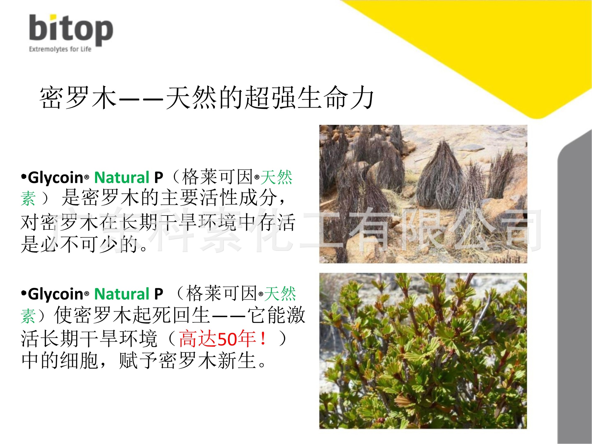 不死草提取物 格莱可因Glycoin 德国Bitop 细胞赋huo剂 100g-阿里巴巴