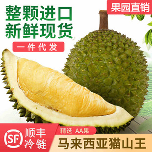 马来西亚D197猫山王榴莲正宗液氮猫山王水果支持批发一件代发-阿里巴巴
