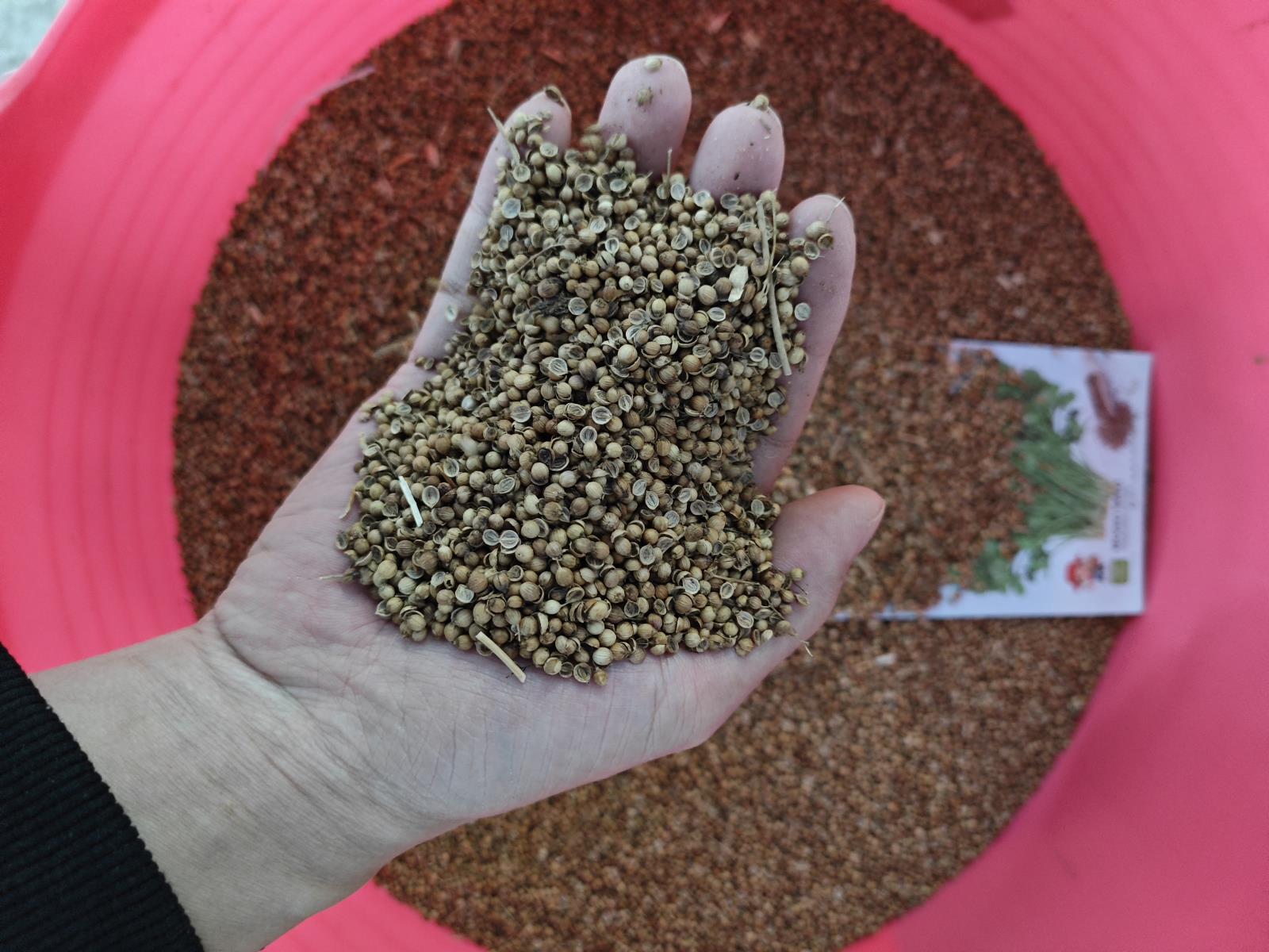 苋菜种子红圆叶红柳叶青柳叶苋菜种籽四季播田园农家汉菜蔬菜种子-阿里巴巴