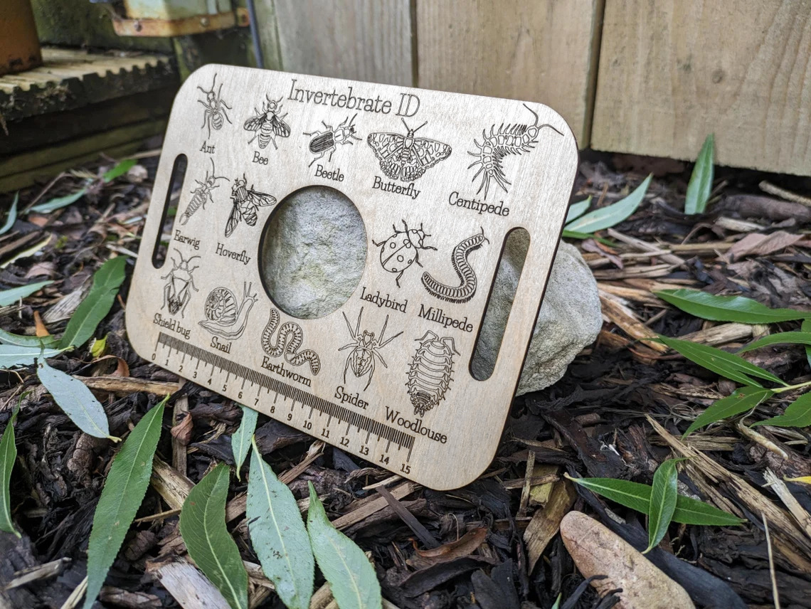 Bug Identification Ruler 趣味昆虫百科虫子识别工艺品尺子观察-阿里巴巴