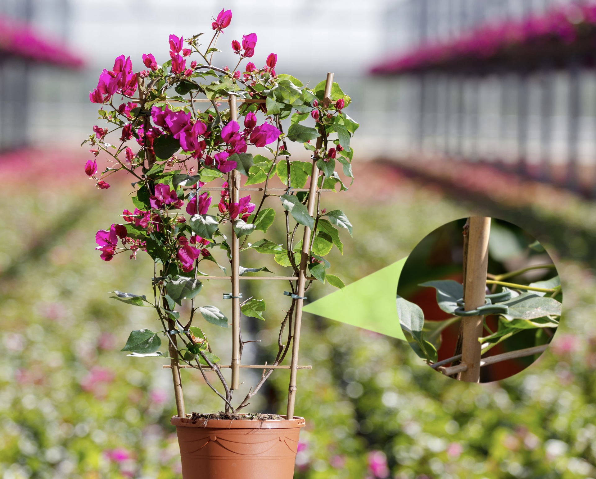 园艺夹圈蝴蝶扣大八字植物捆绑扎带藤蔓固定夹固定器塑料小夹子-阿里巴巴