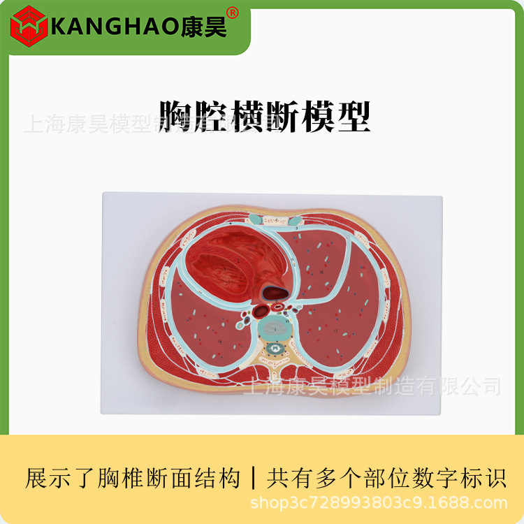 Thoracic Cross-Section Model Human Trunk Cross-Section Model Human ...
