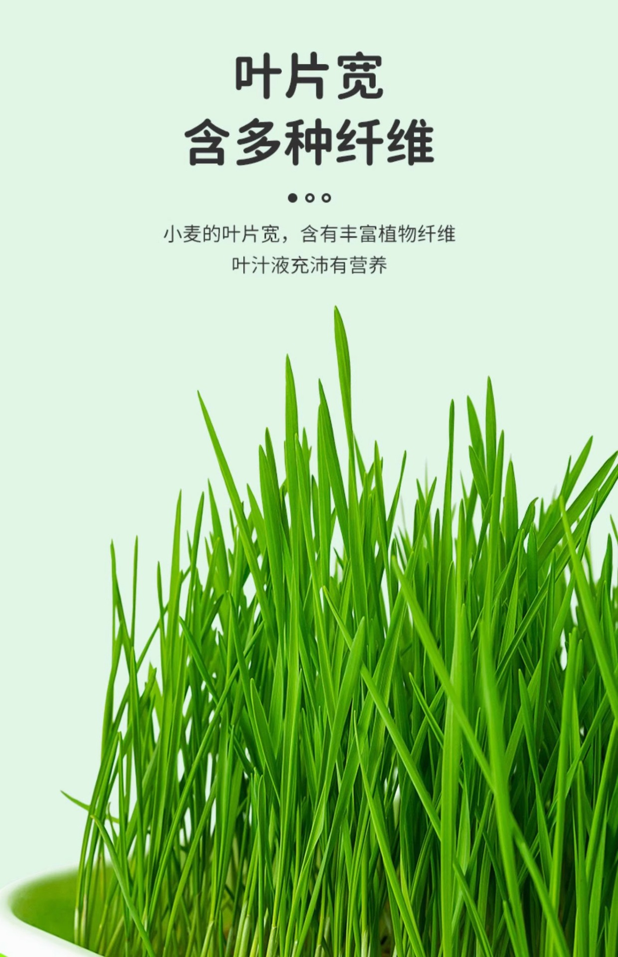 猫草种子无土水培套装猫零食懒人盆栽猫草自种化毛去毛球猫咪用品-阿里巴巴