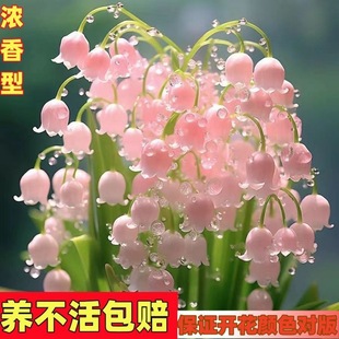铃兰带芽花苗浓香四季开花不断风铃多年生耐寒好养活沈 阿里巴巴 7759