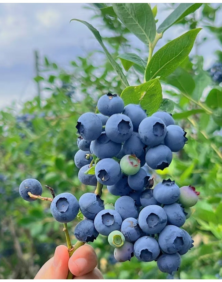 蓝莓大凉山L25花香蓝莓鲜果新鲜当季高端水果蓝梅现摘孕妇水果-阿里巴巴