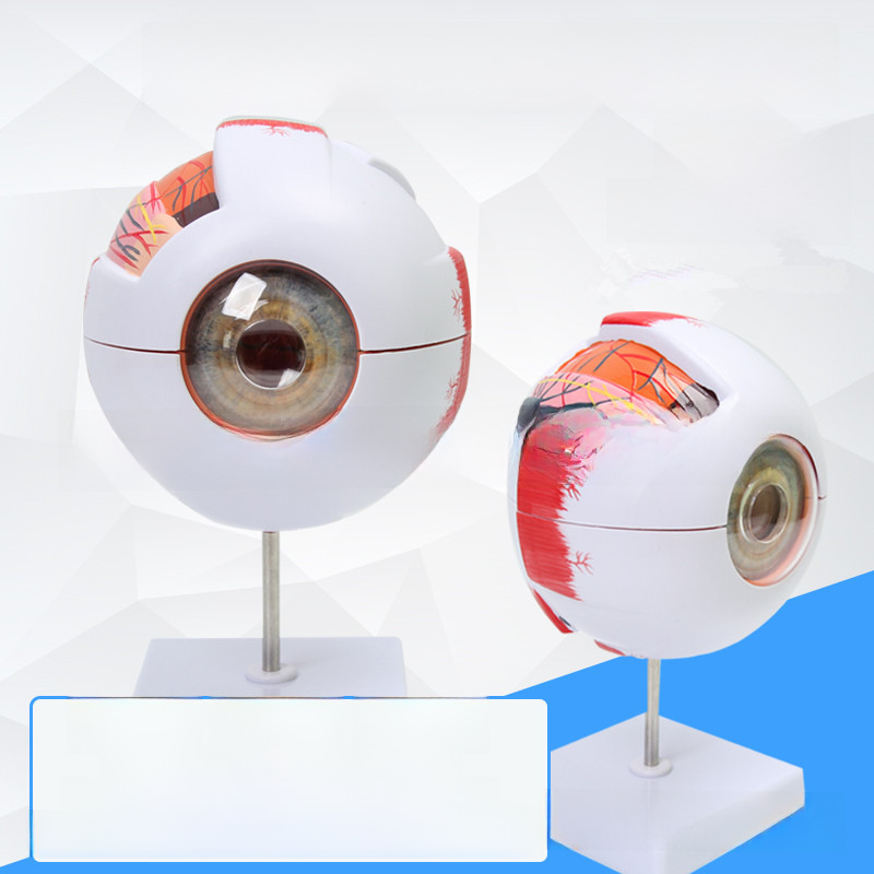 High-end professional version medical human eyeball anatomical model ...