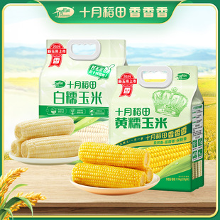 A 十月稻田 热乎粘苞米东北黄糯白糯黑糯玉米黄糯玉米包装常温-阿里巴巴