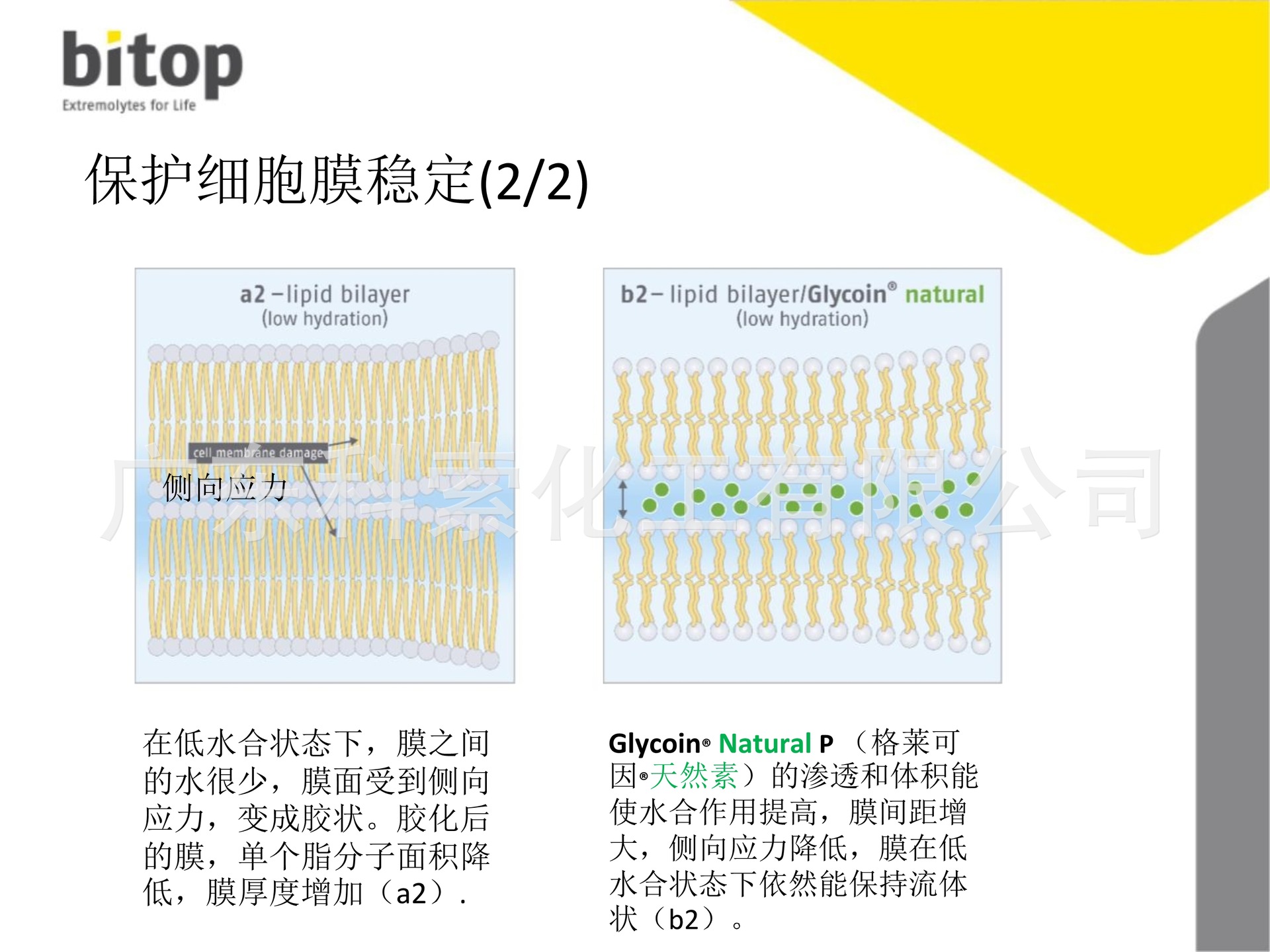 Glycoin格莱可因 德国Bitop 甘油葡糖苷 不死草提取物-阿里巴巴