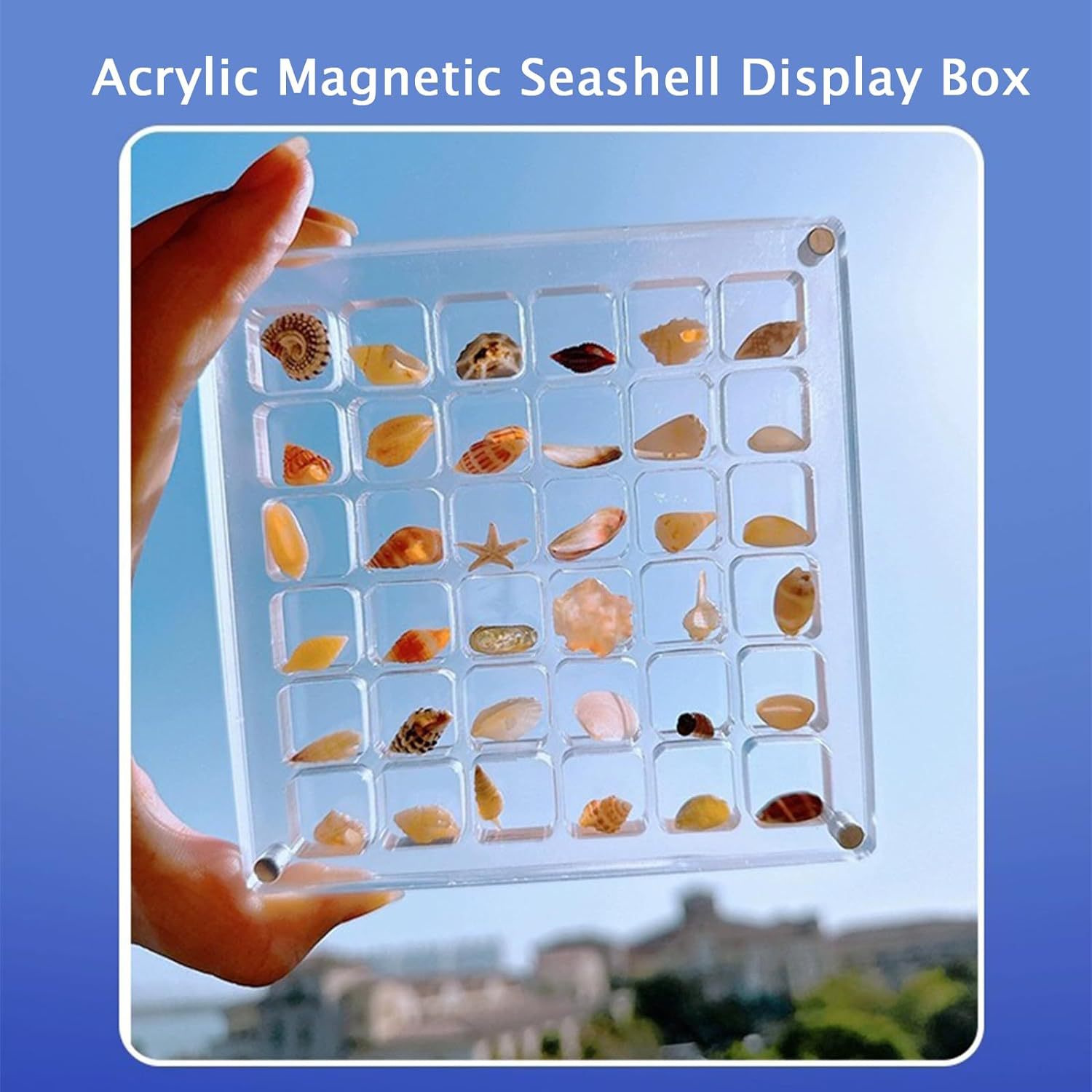 Acrylic Magnetic Seashell Display Box亚克力磁性贝壳展示盒-阿里巴巴