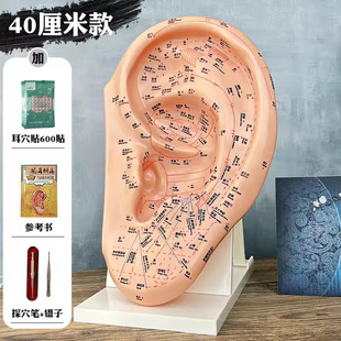 教学版耳穴模型多穴位针灸耳朵穴位模型耳穴模具特大耳模型带支架-阿里巴巴