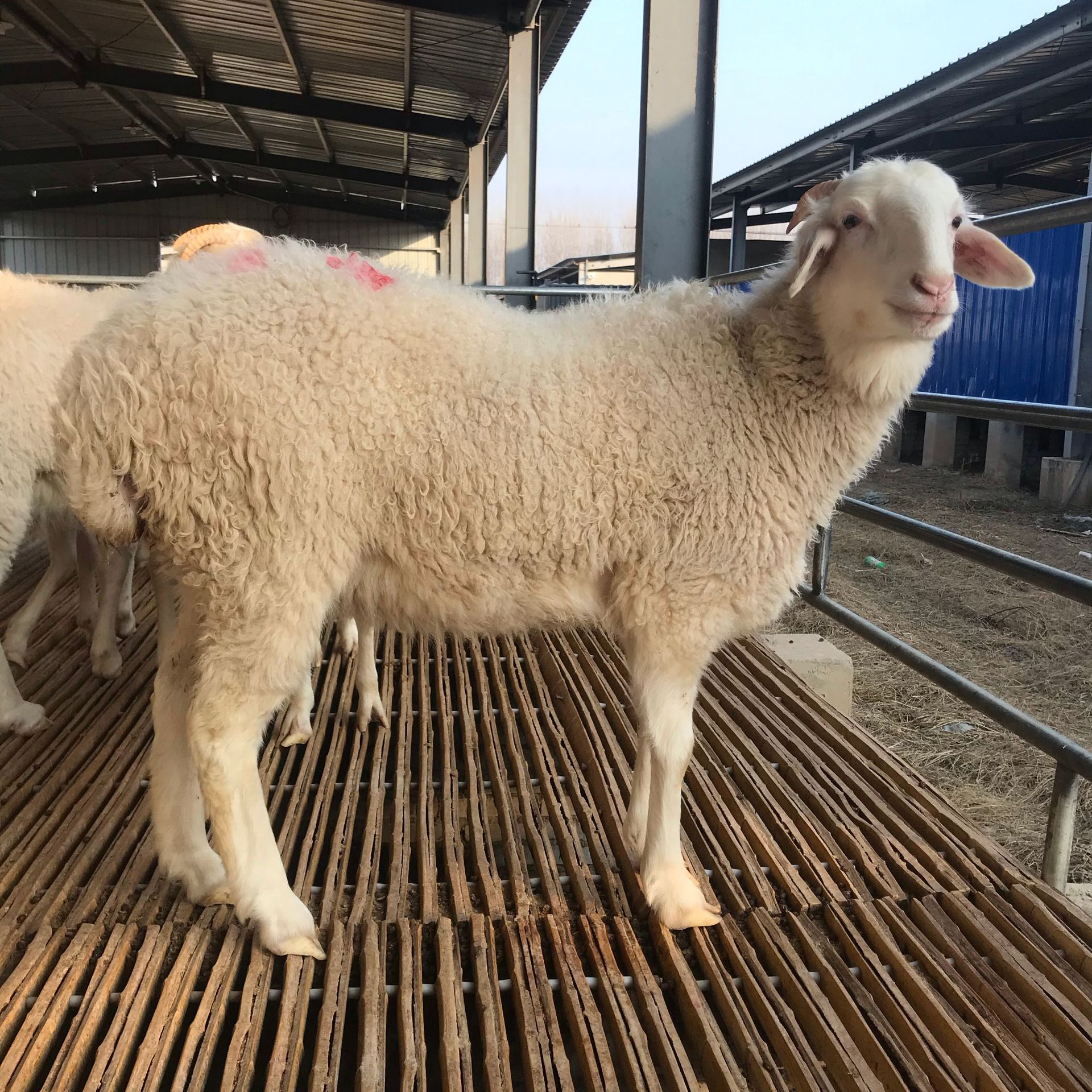 小尾寒羊羊羔图片,小尾寒羊尾巴区别图片,小尾寒羊尾巴图片(第14页)_大山谷图库