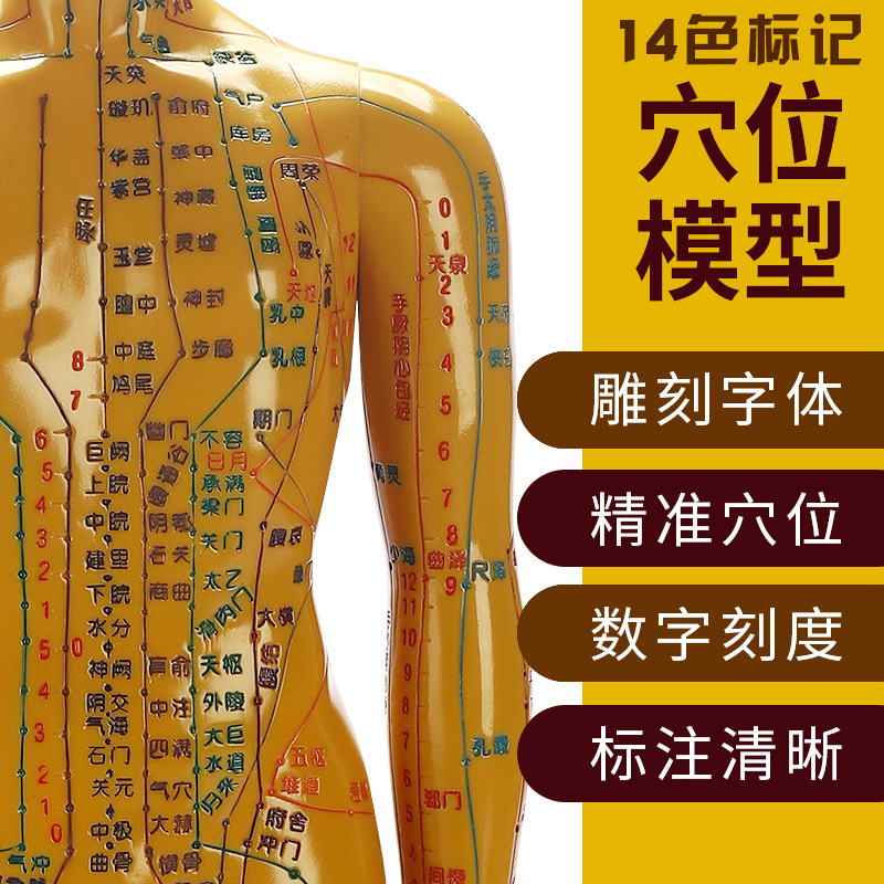 Acupoint diagram of traditional Chinese medicine acupuncture and ...
